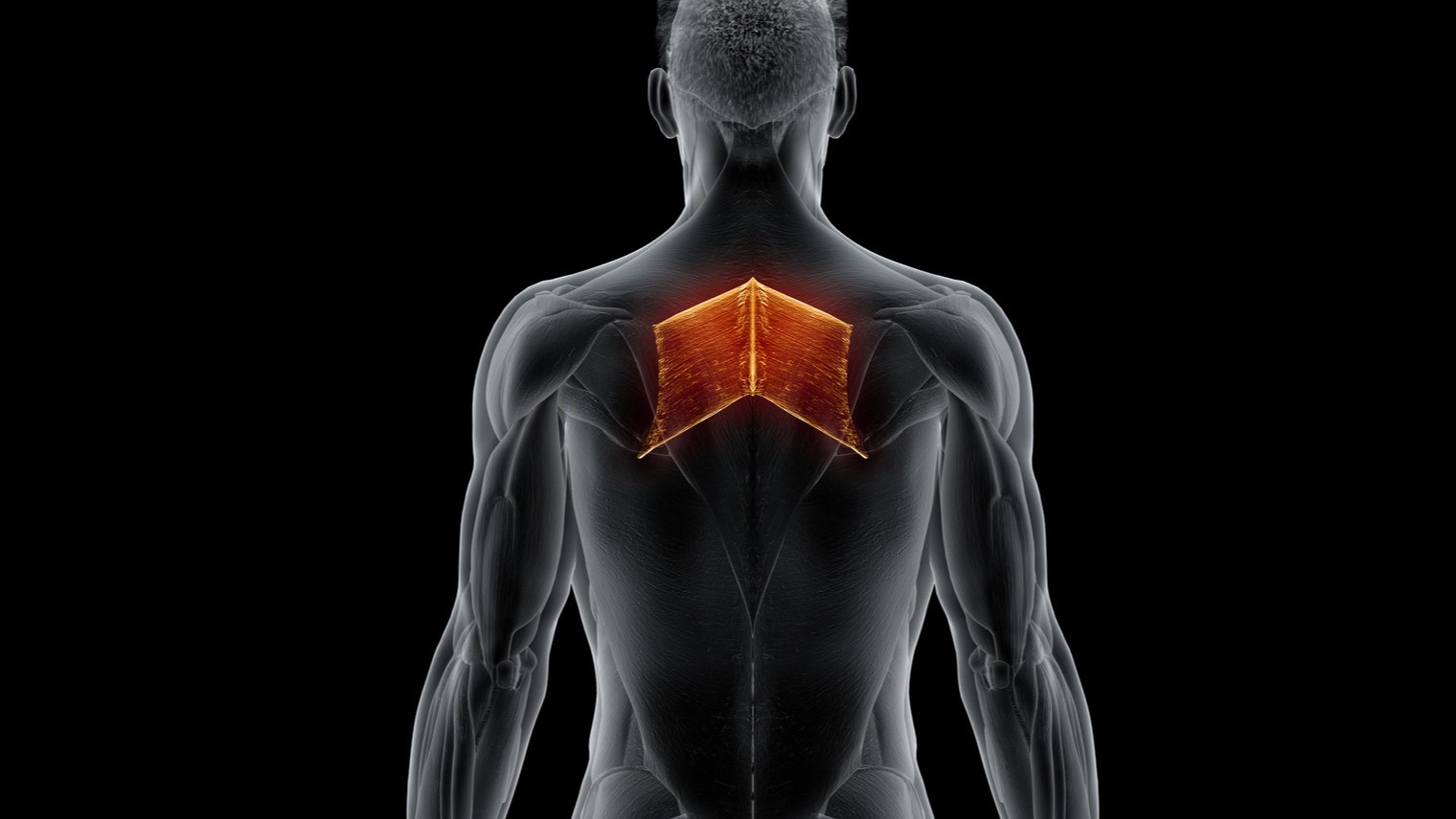 Working Out the Rhomboids: A Comprehensive Guide