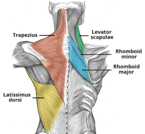 Working Out The Rhomboids A Comprehensive Guide